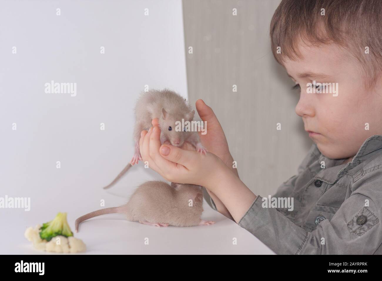 Rat and baby on a white background. The boy holds a dangerous rodent in ...