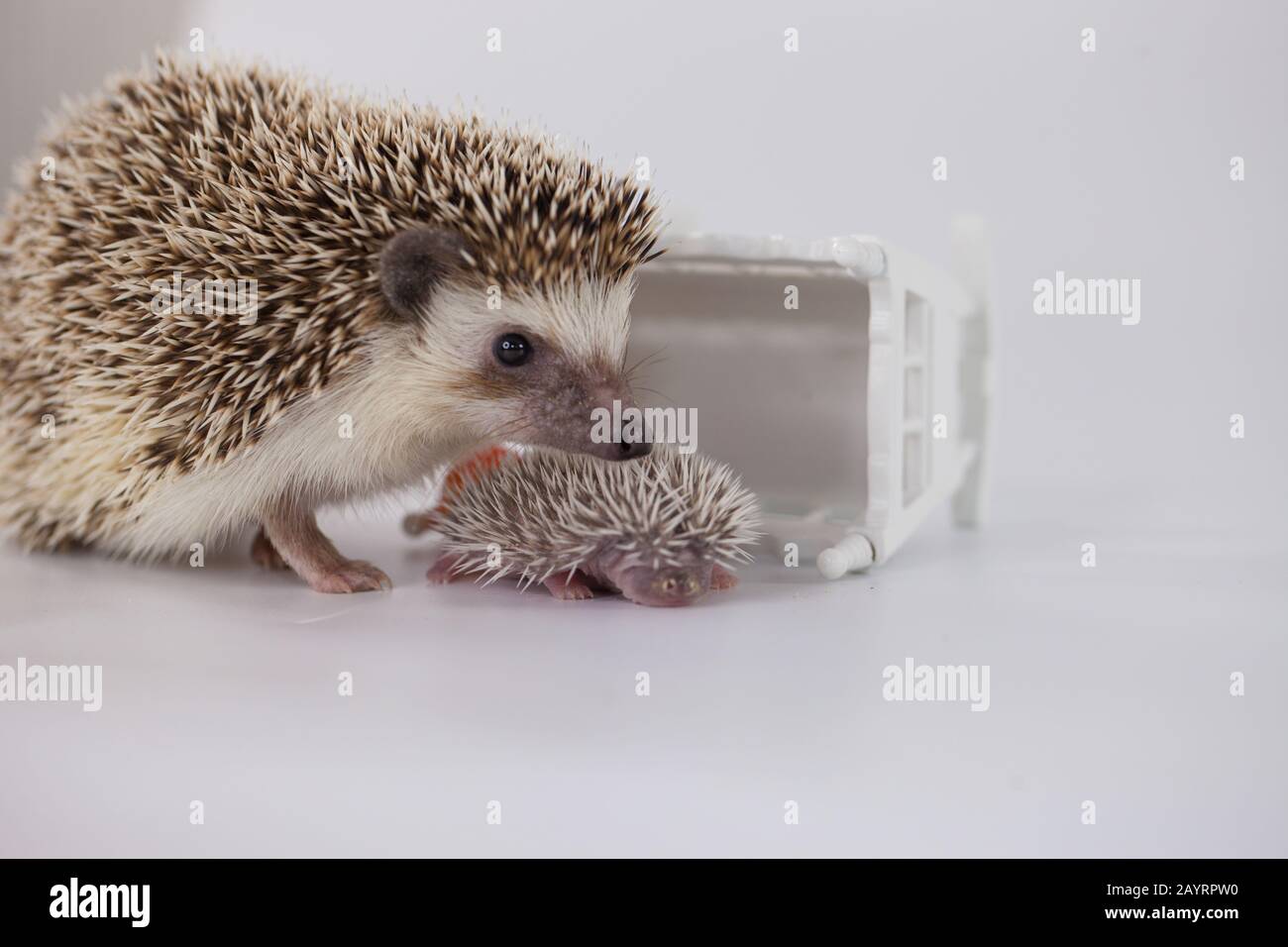 Baby hedgehog and mother hi-res stock photography and images - Alamy