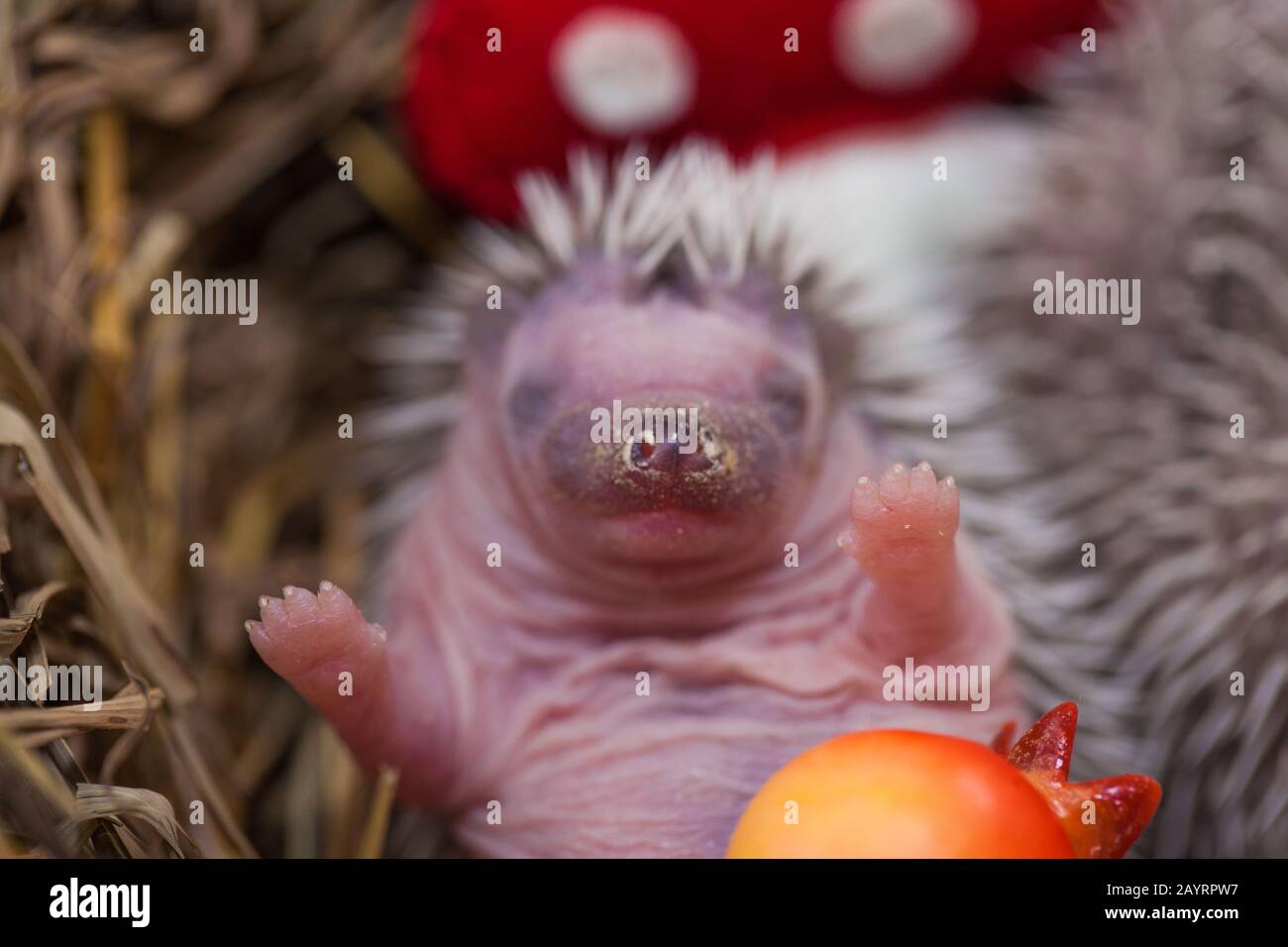 Grass nest and hedgehog. Hedgehog baby in the nest Stock Photo - Alamy