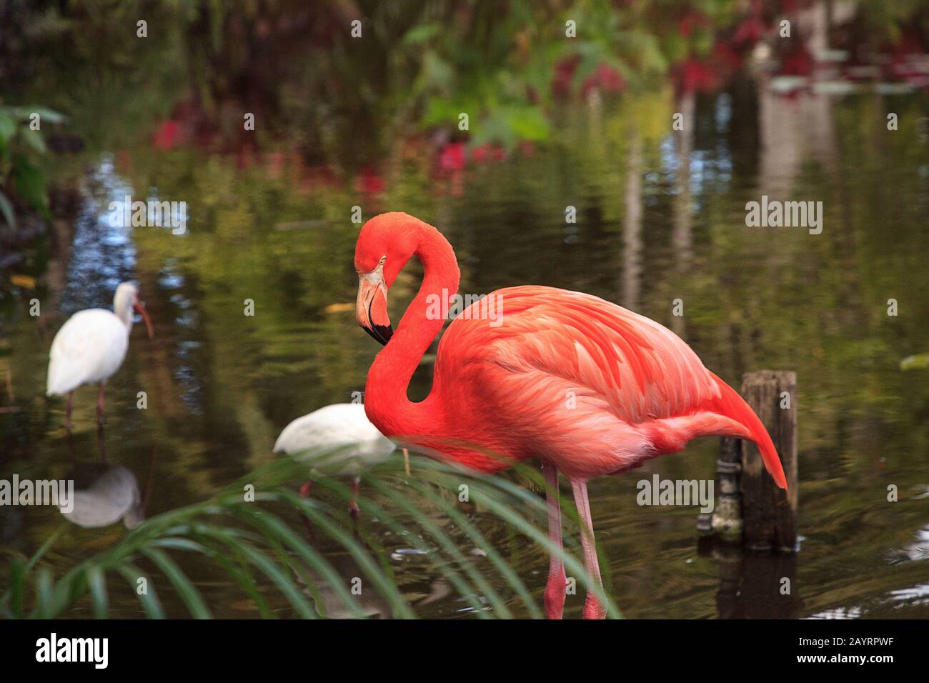 Caribbean Pink flamingo Phoenicopterus ruber in a pond in Nassau ...