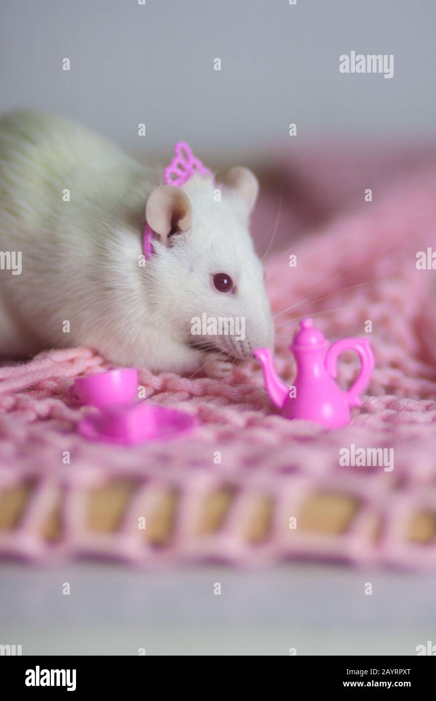 White rat and tea party. Dollhouse and pets. Peaceful life concept ...