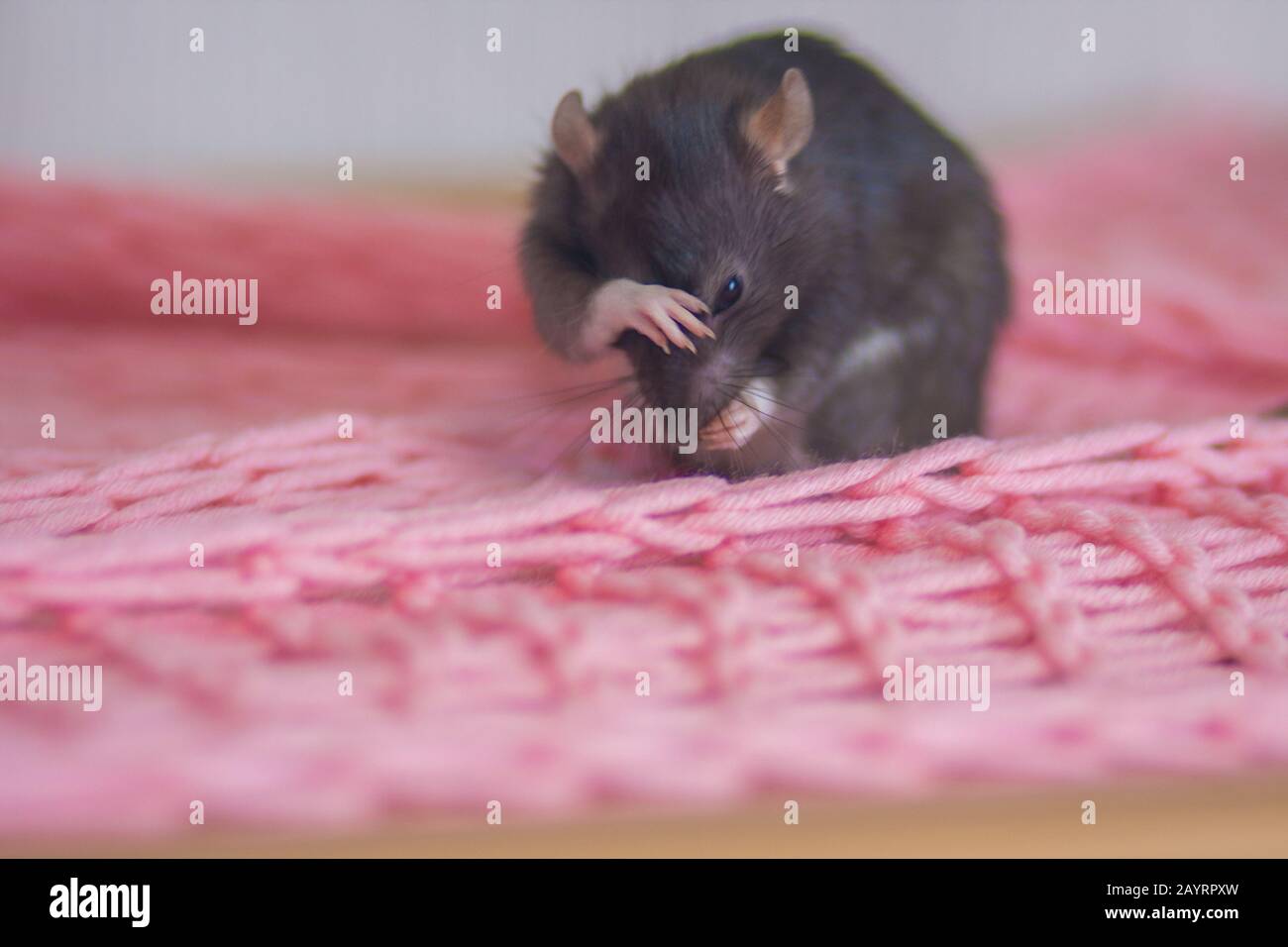 wash face. personal care. animals gray rat Stock Photo - Alamy
