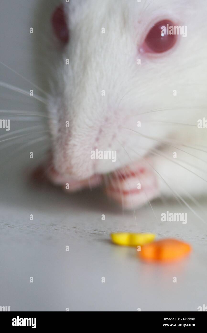 Rat experiments. Coronavirus vaccine development. Laboratory white rat ...