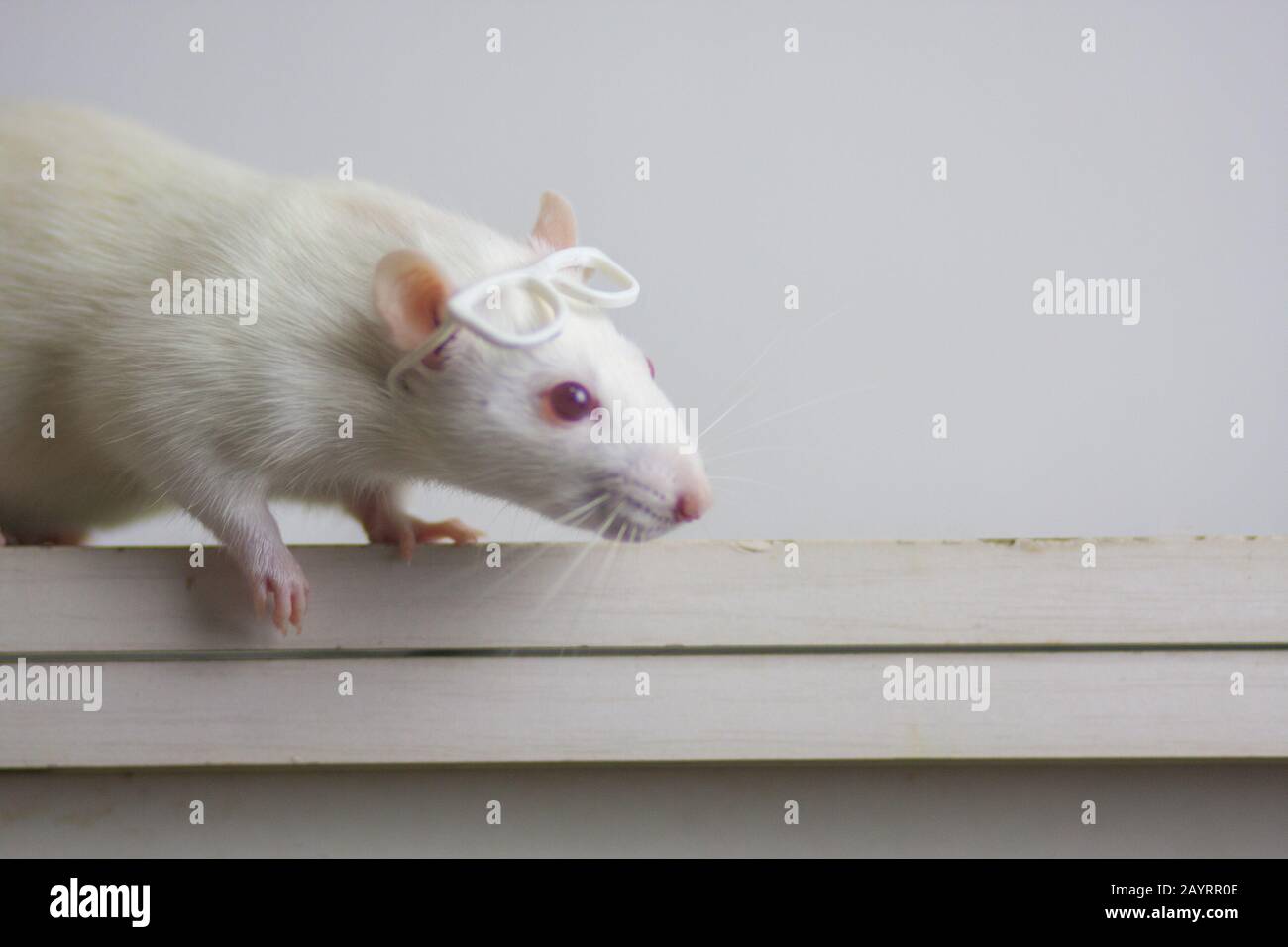 Smart rat hi-res stock photography and images - Alamy