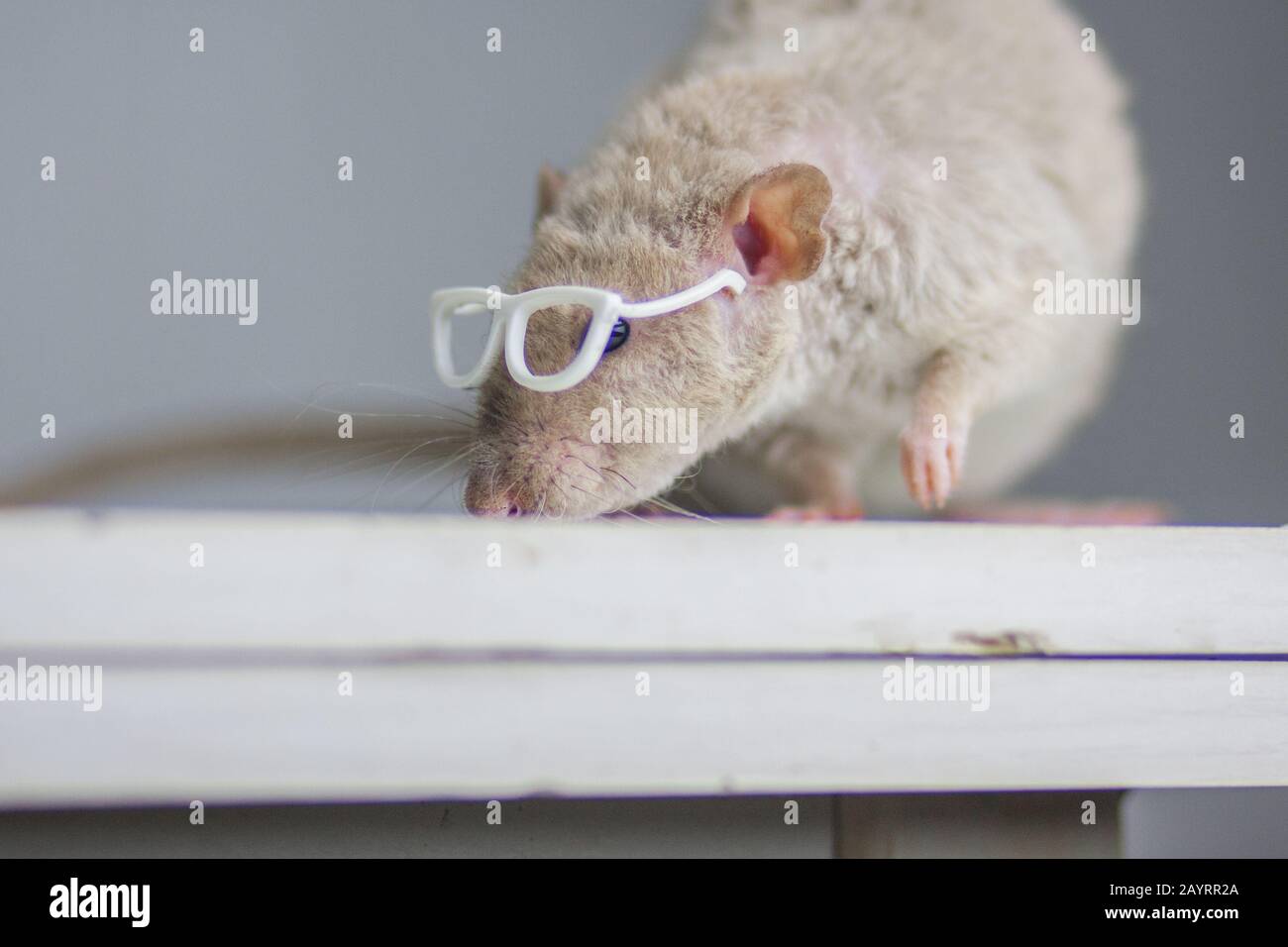 rat with reading glasses. rat bureaucrat. brilliant pets. smart rat ...