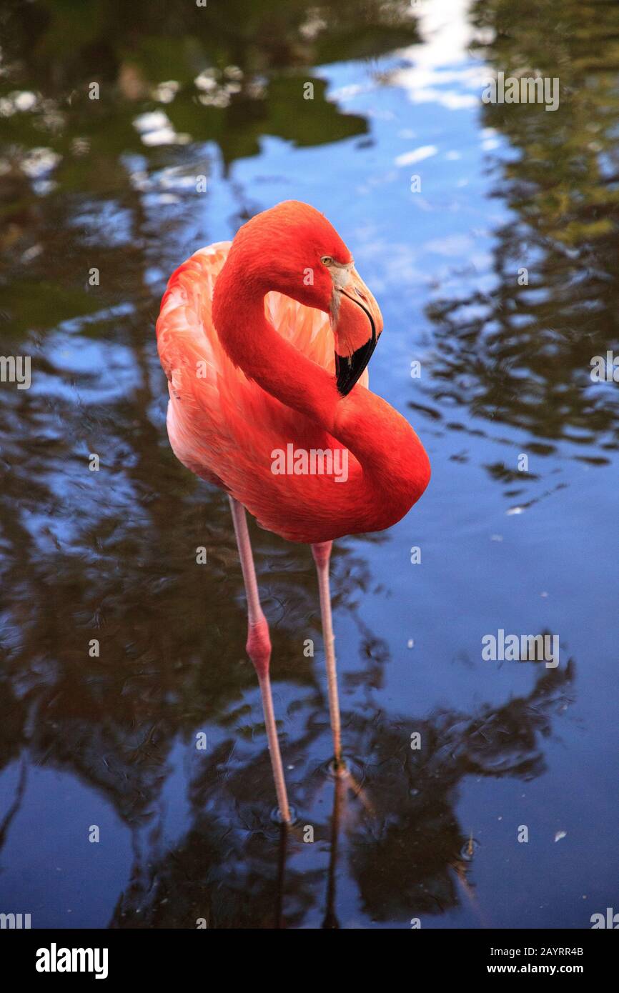 Caribbean Pink flamingo Phoenicopterus ruber in a pond in Nassau ...