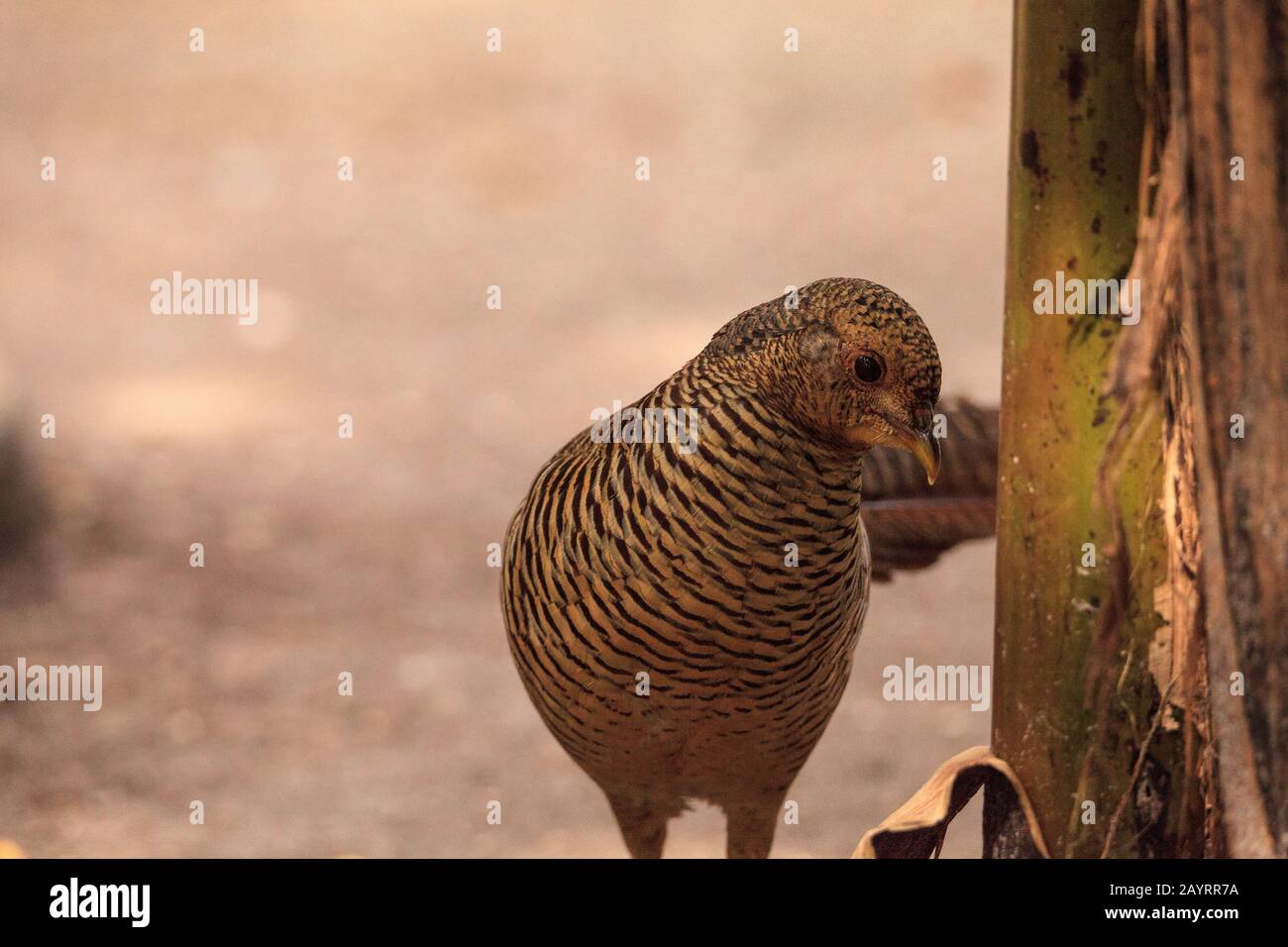 Female Chinese Golden Pheasant Chrysolophus pictus is found in China ...