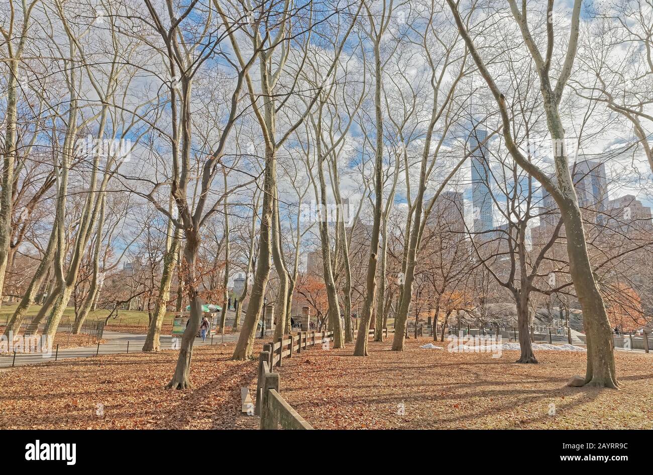 New York trees in Central Park winter time Stock Photo - Alamy