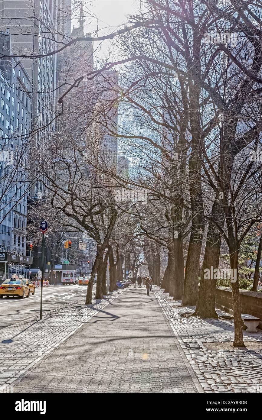 New York beautiful trees on Seventh Avenue Stock Photo - Alamy