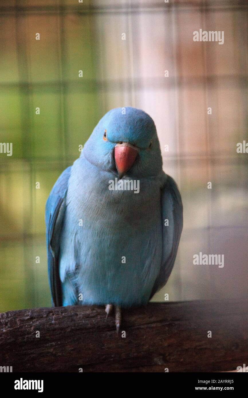 Light Blue Parrot