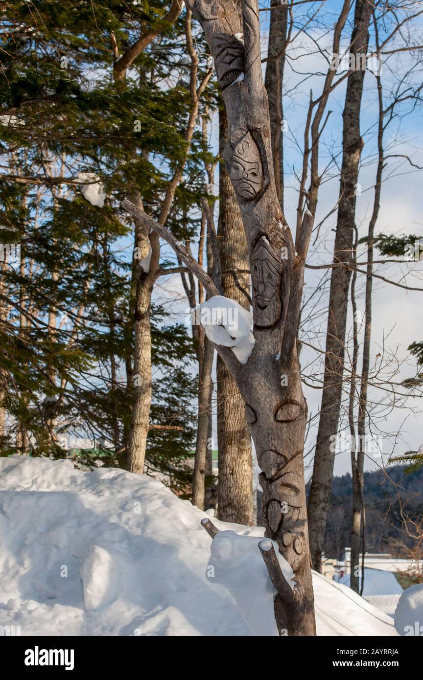 National tree of japan hi-res stock photography and images - Alamy