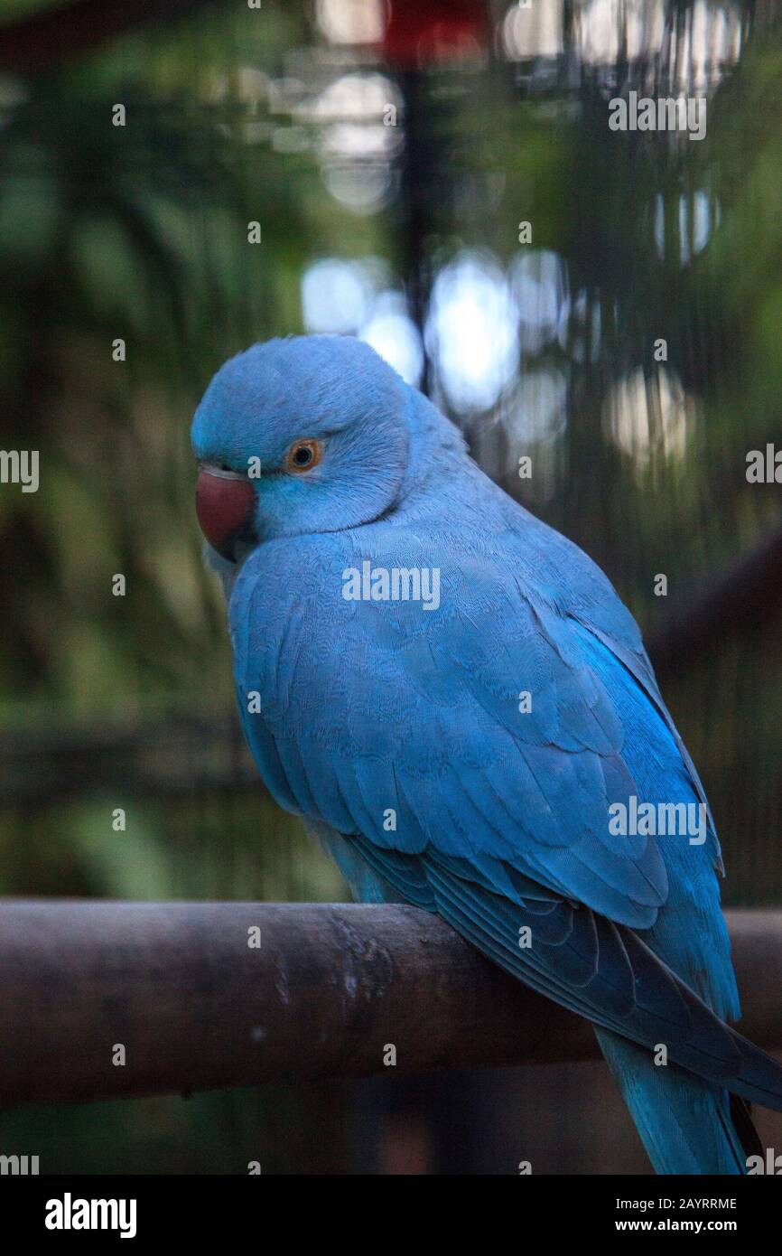 Indian parrot in cage hi-res stock photography and images - Alamy