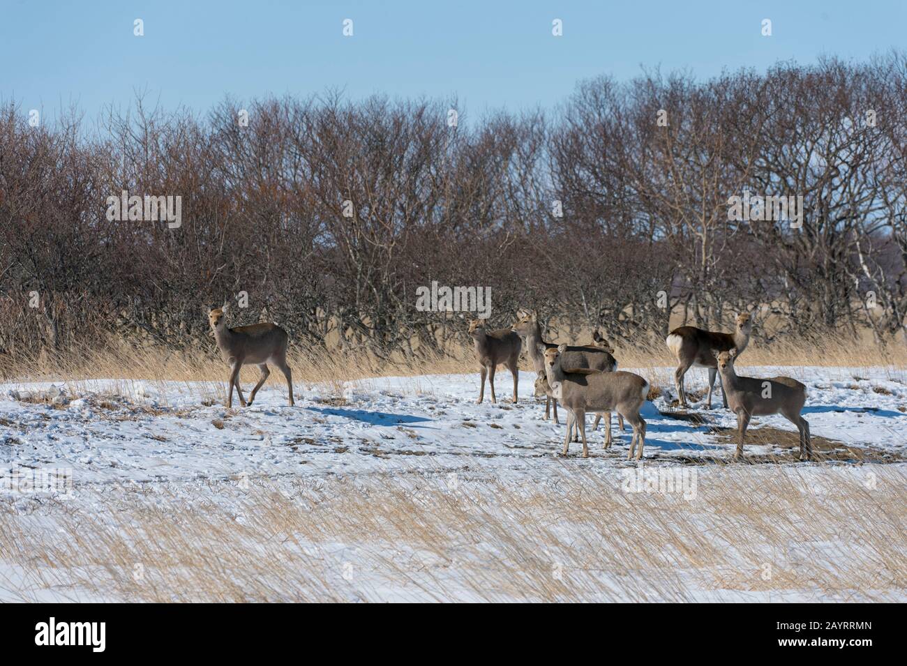 Nippon yesoensis hi-res stock photography and images - Alamy