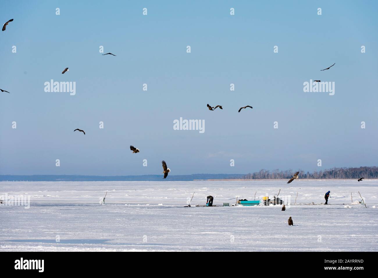 Ice fisherman and eagles on Lake Furen, which is a brackish lake near ...
