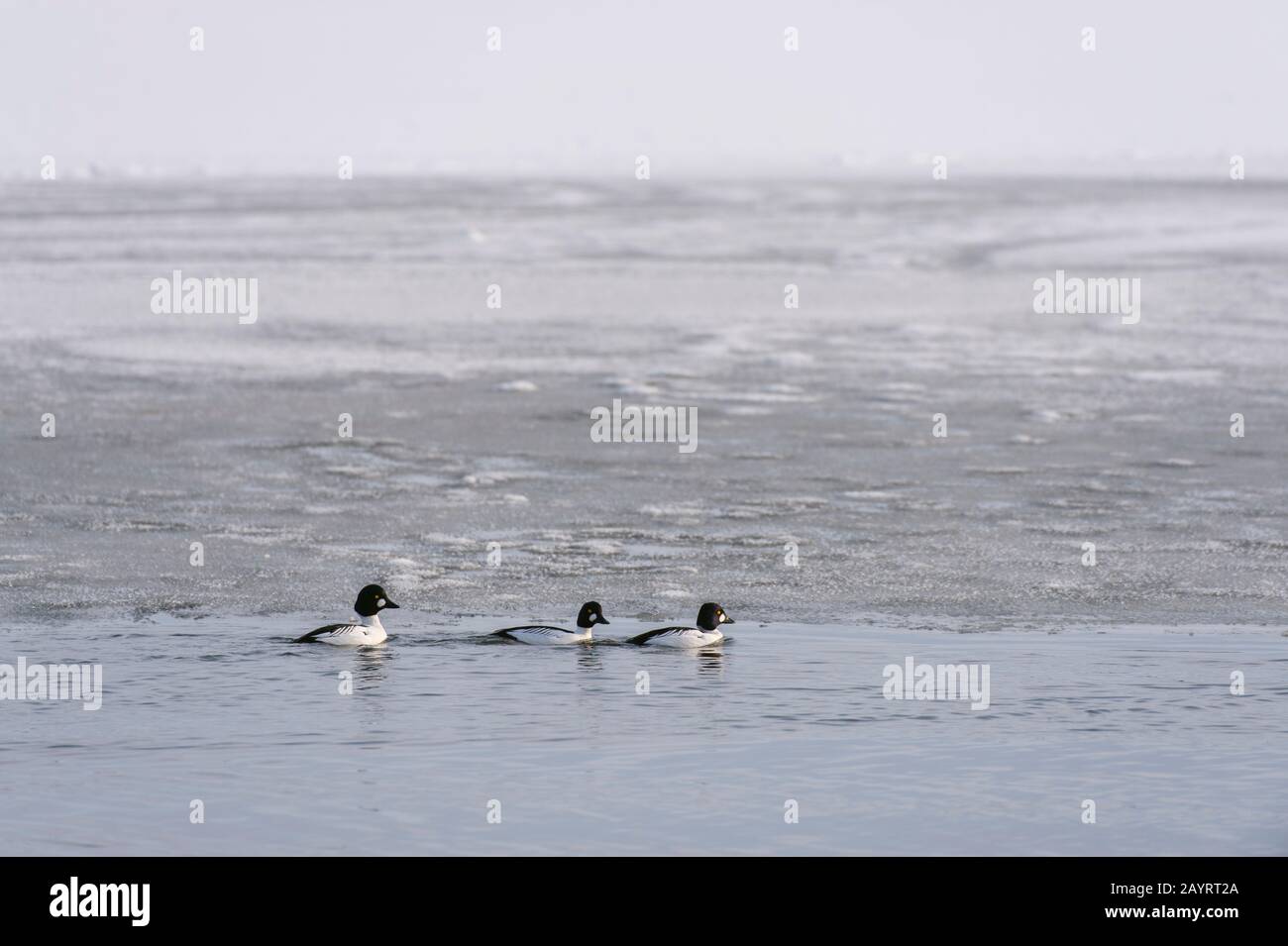 Common goldeneye ducks (Bucephala clangula) in the winter on a lake ...