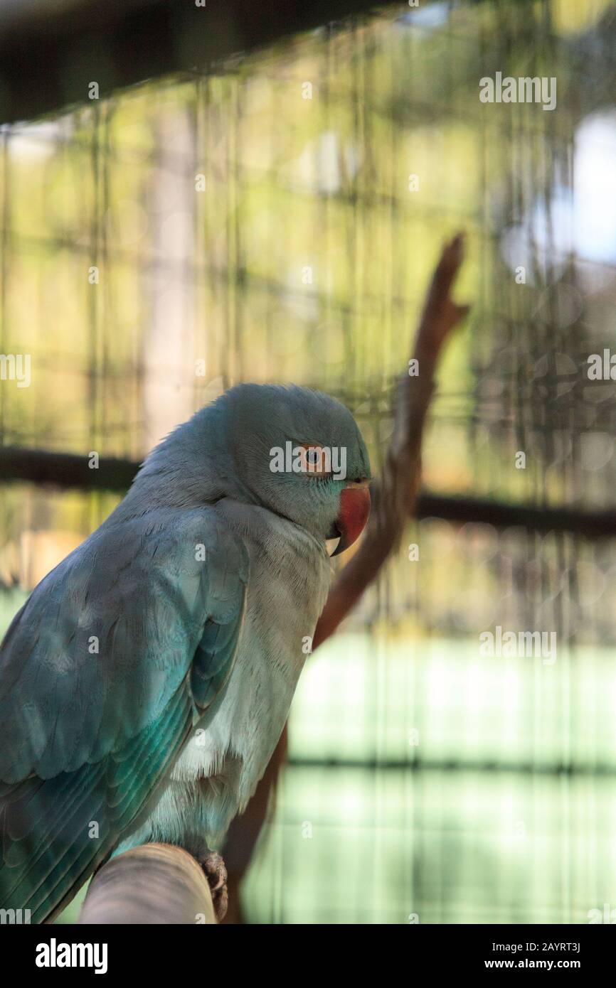 Ceylon bird cage hi-res stock photography and images - Alamy