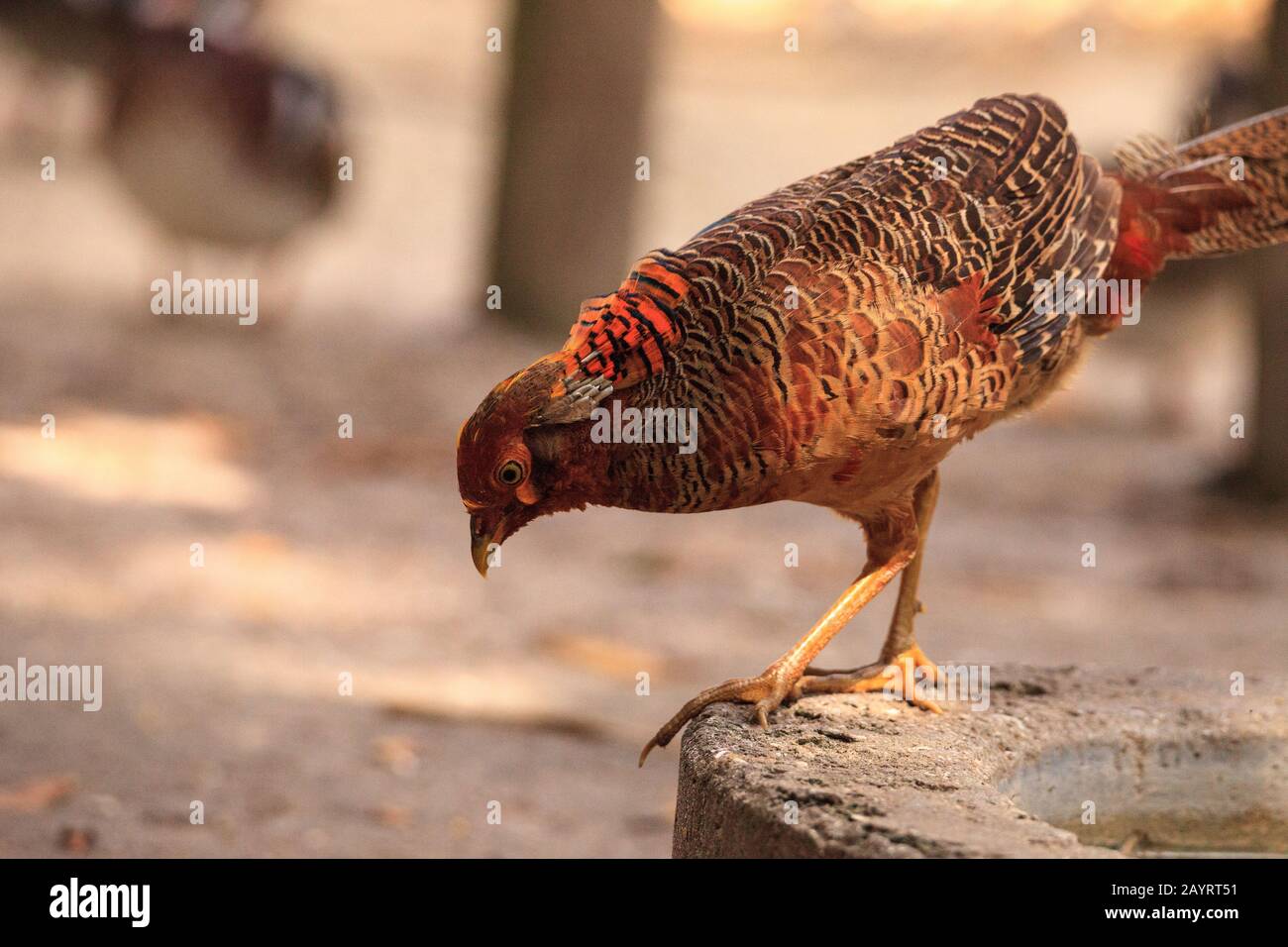 Juvenile pheasant hi-res stock photography and images - Alamy