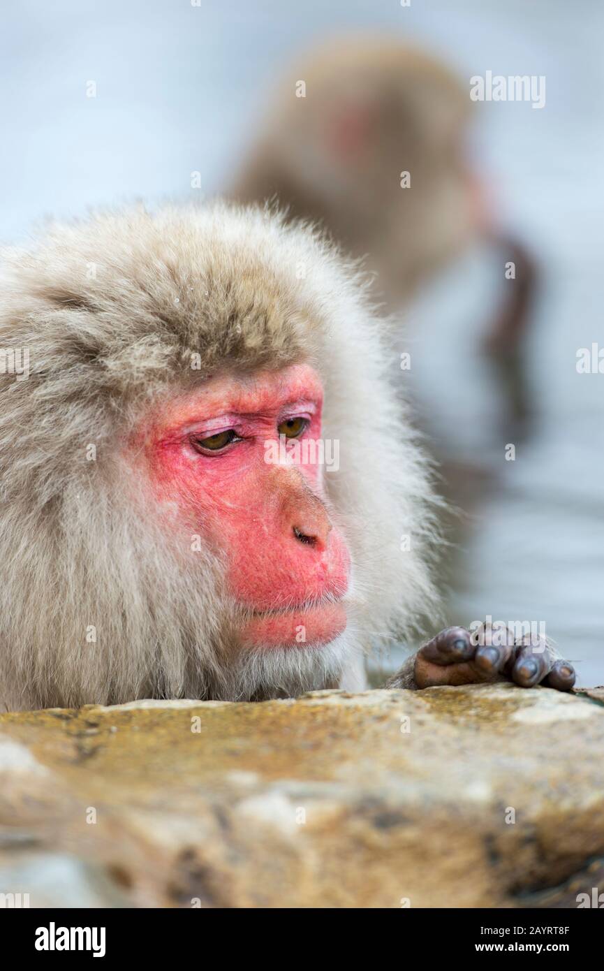 Portrait of a Snow monkey (Japanese macaques) sitting in the hot ...