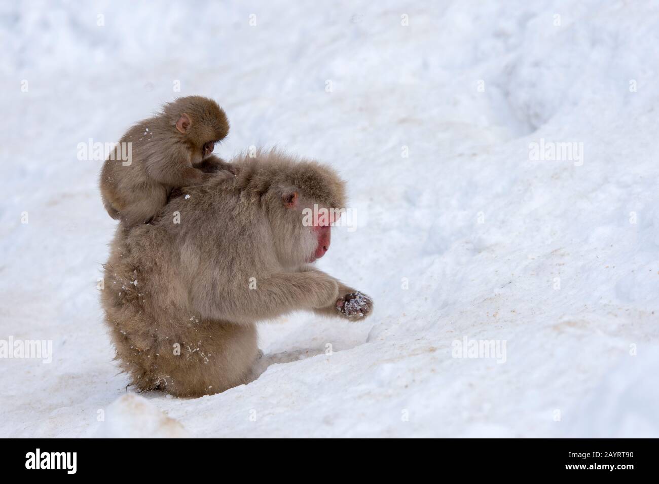 Macaques carrying for baby hi-res stock photography and images - Alamy