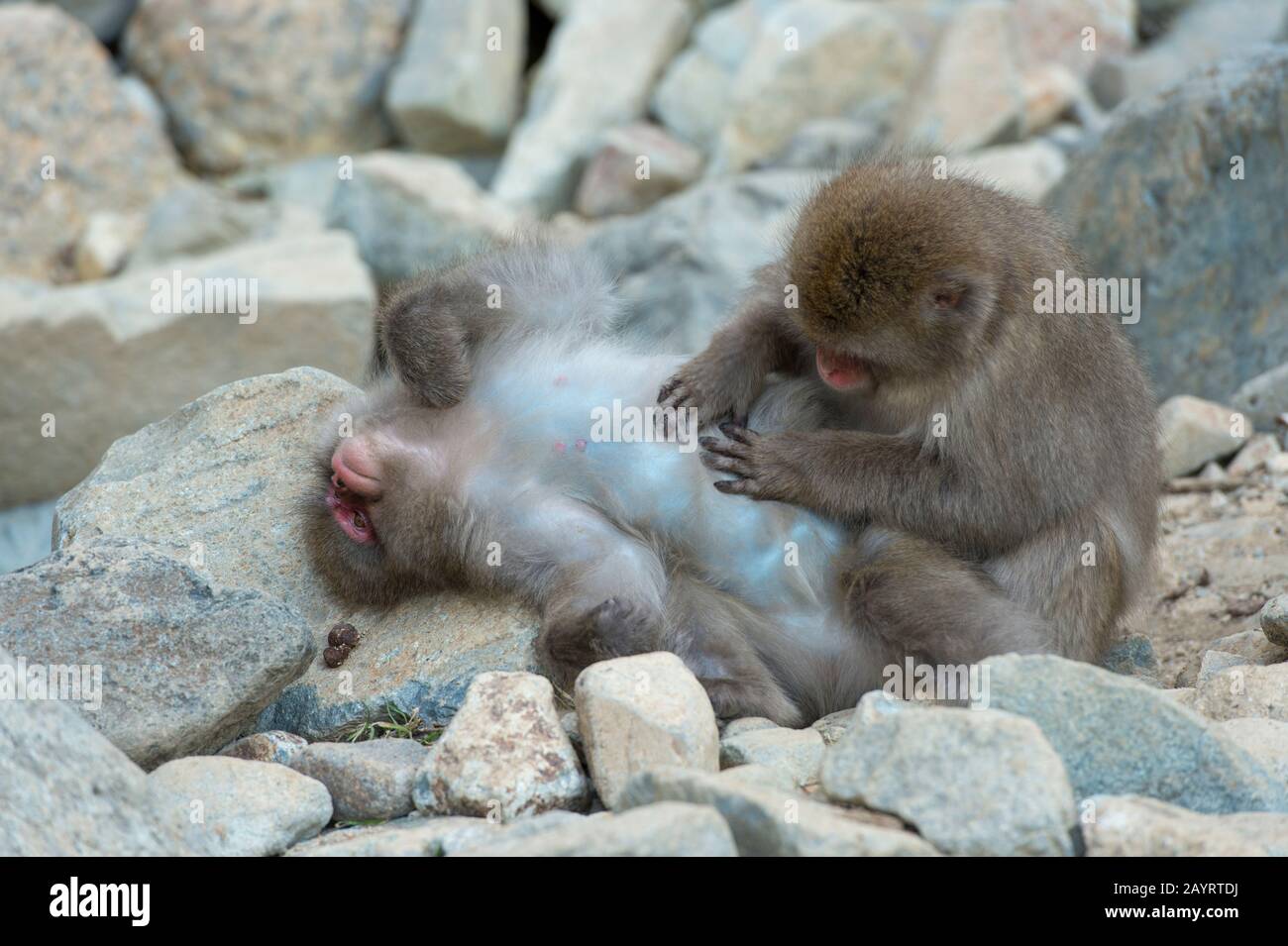 Monkeys grooming each other hi-res stock photography and images - Alamy