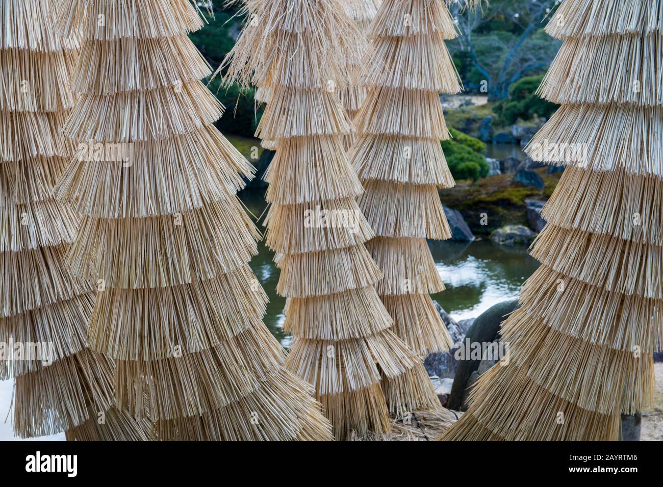 Tree wrapped in straw hi-res stock photography and images - Alamy
