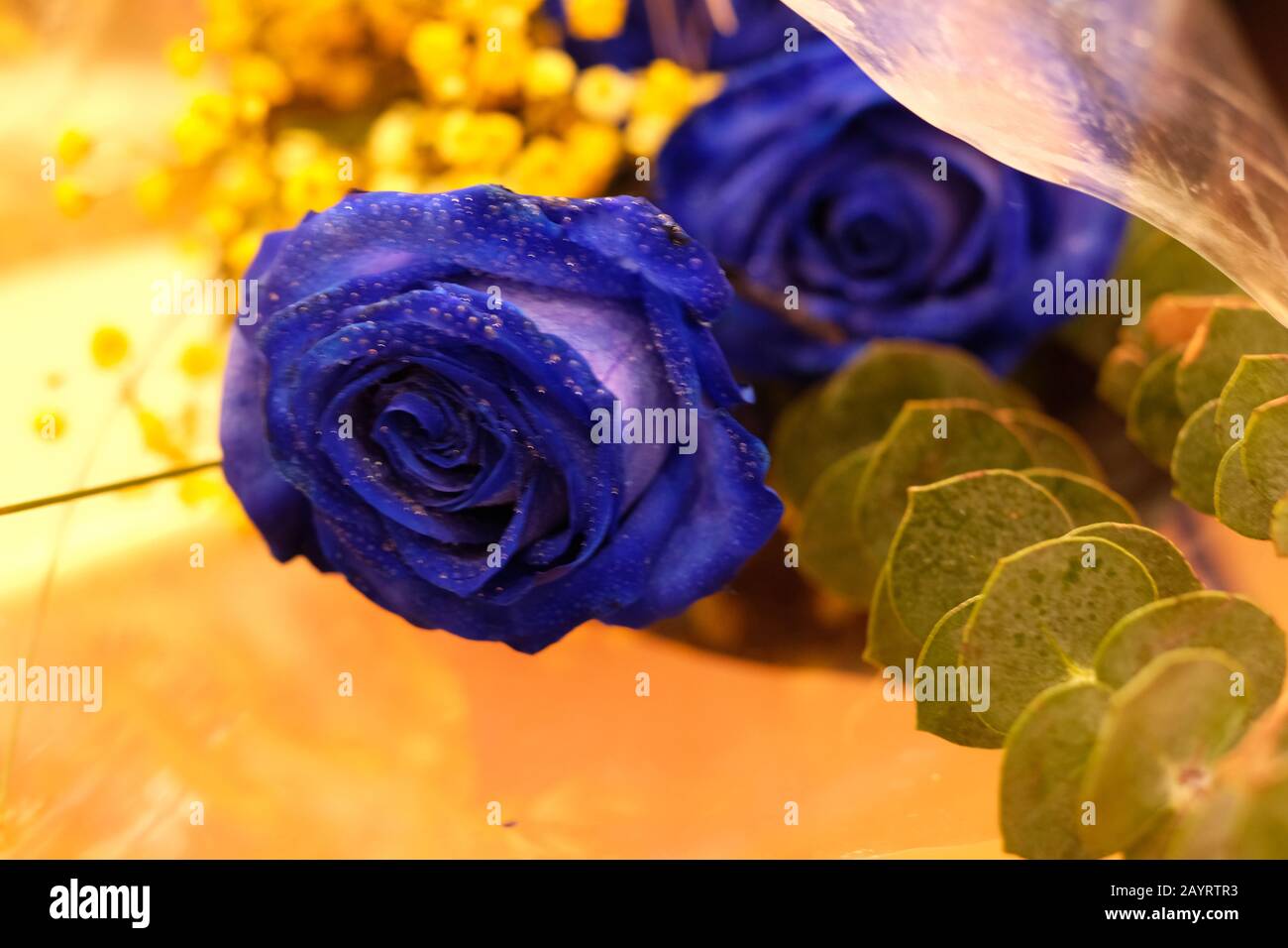 Deep blue rose on blur background Stock Photo - Alamy