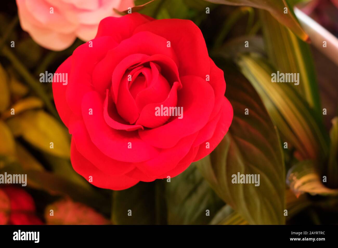 Full bloom red rose hi-res stock photography and images - Alamy