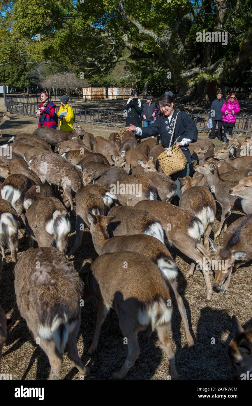 Deer cookies hi-res stock photography and images - Alamy