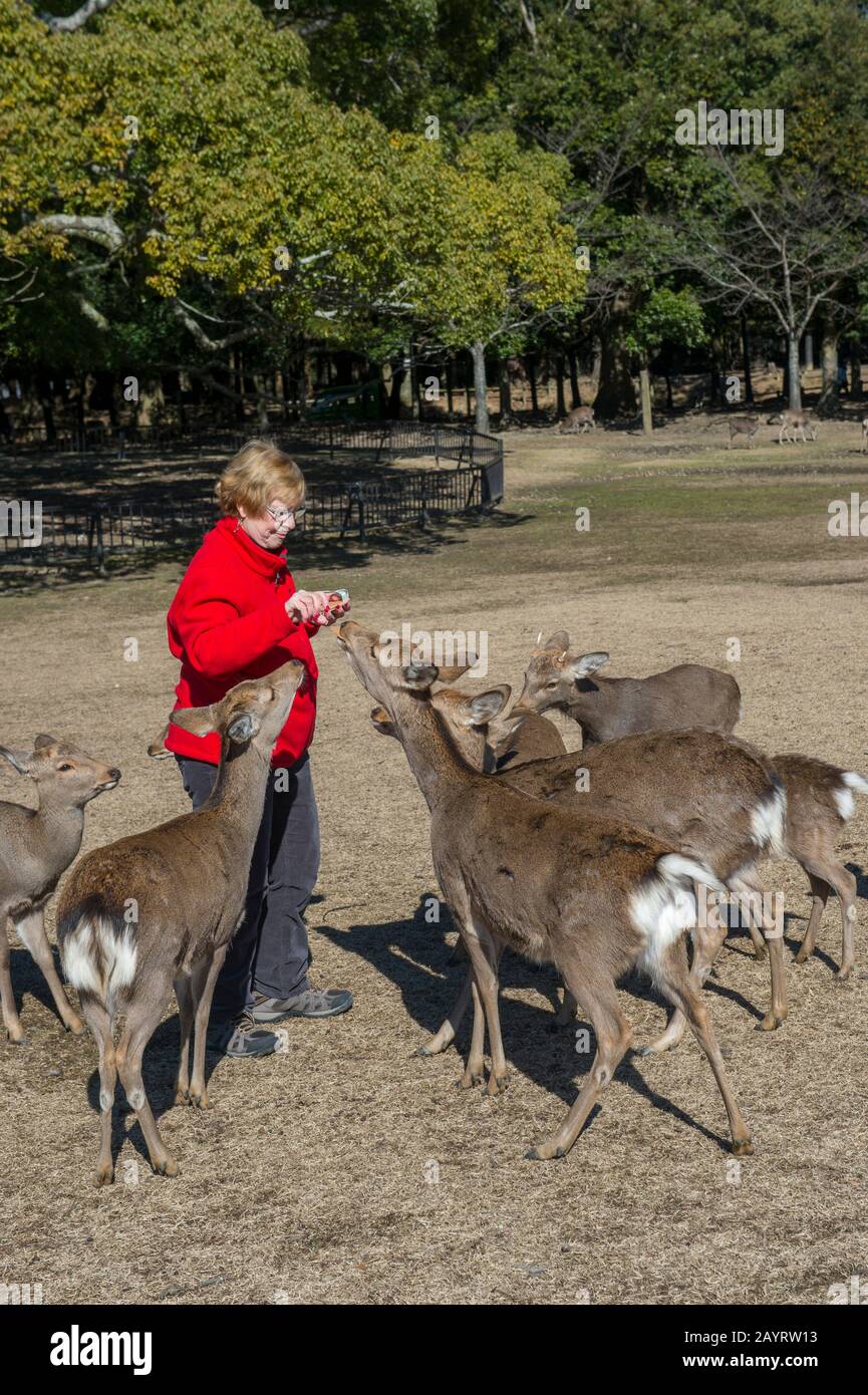 A tourist is feeding the Sika deer with special deer cookies in Nara ...