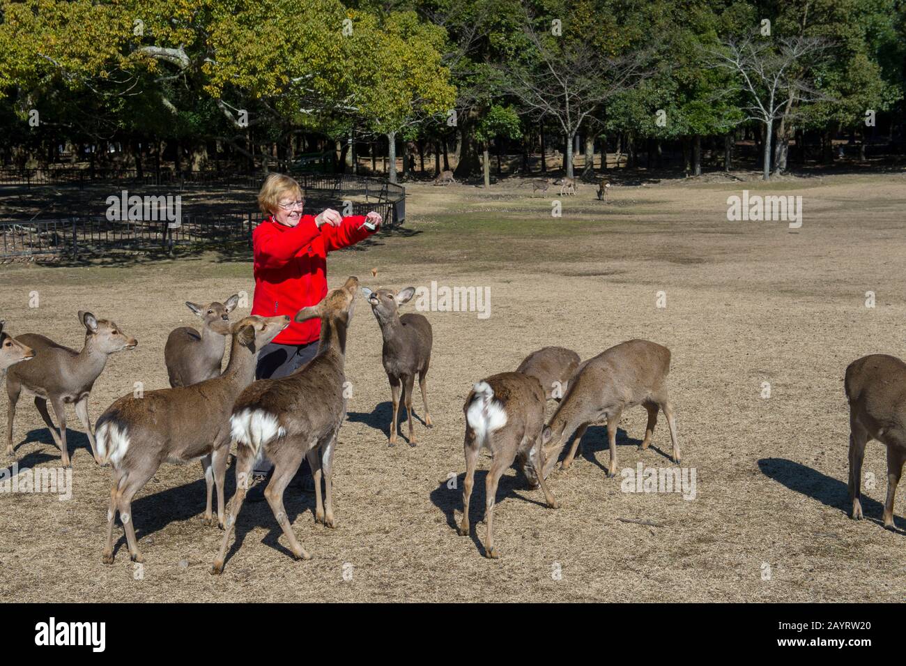 A tourist is feeding the Sika deer with special deer cookies in Nara ...