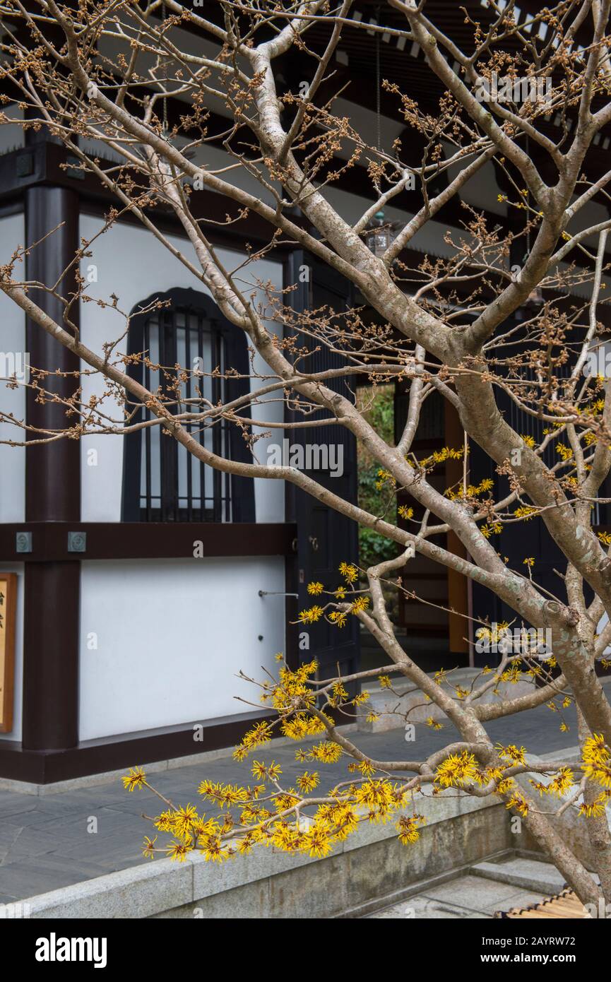 A witch hazel is flowering in front of the Kyozo (Sutra Archive) at the ...