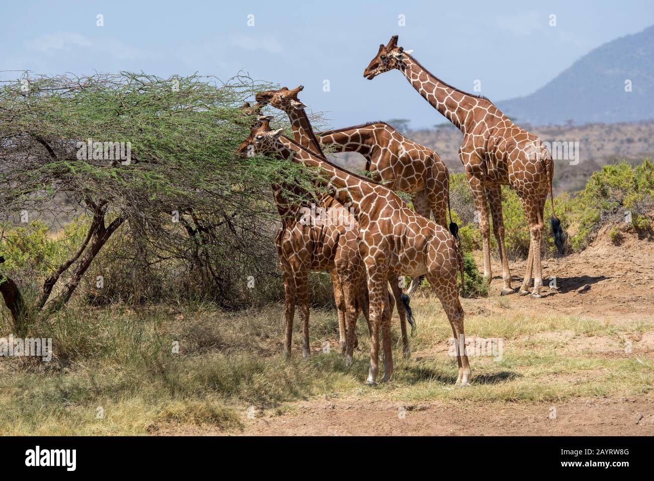 Reticulated giraffes (Giraffa reticulata) are browsing on a tree in ...