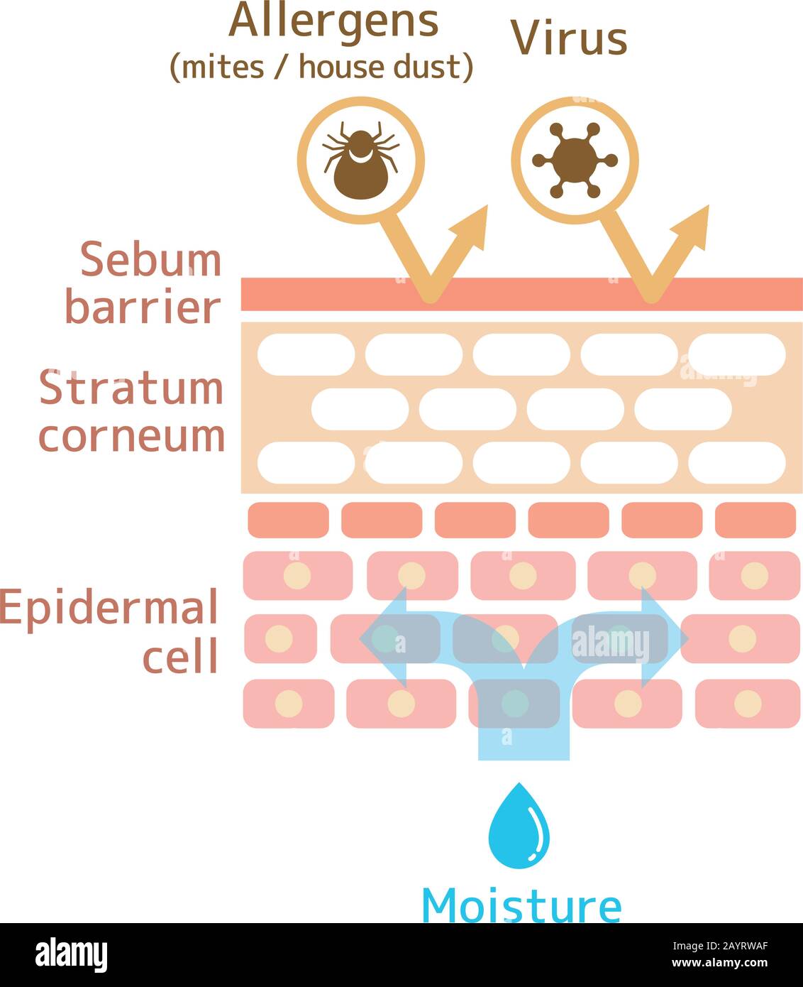 Sectional view of the skin / normal skin Stock Vector Image & Art - Alamy