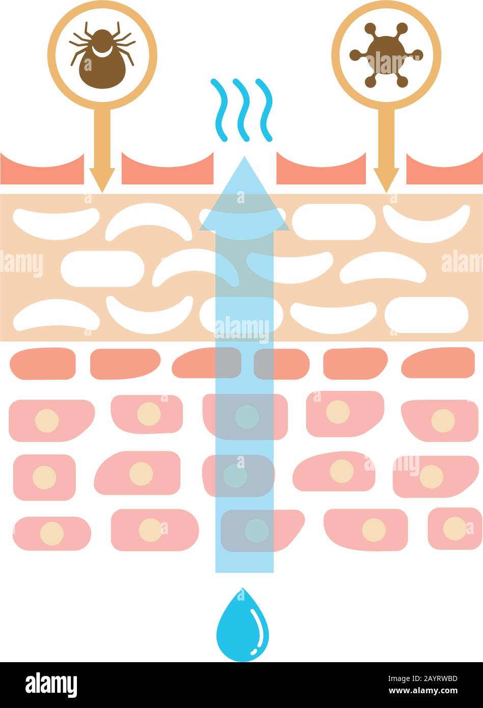 Skin damaged Cut Out Stock Images & Pictures - Alamy