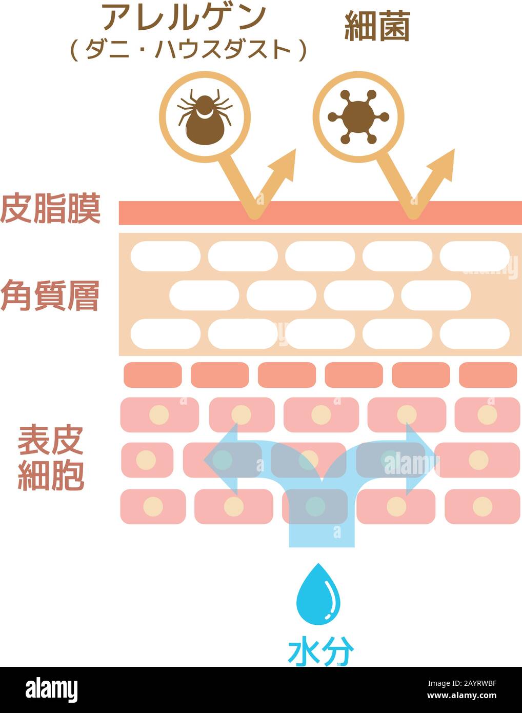 Sectional view of the skin / normal skin Stock Vector Image & Art - Alamy