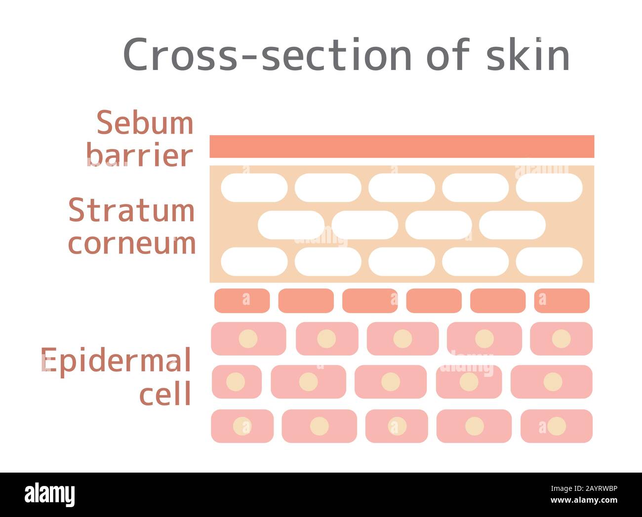 Sectional view illustration of the skin Stock Vector Image & Art - Alamy