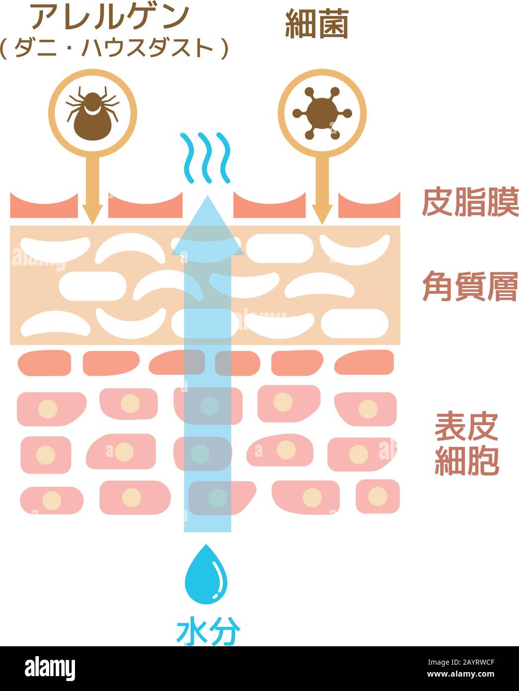 Skin barrier cross section hi-res stock photography and images - Alamy