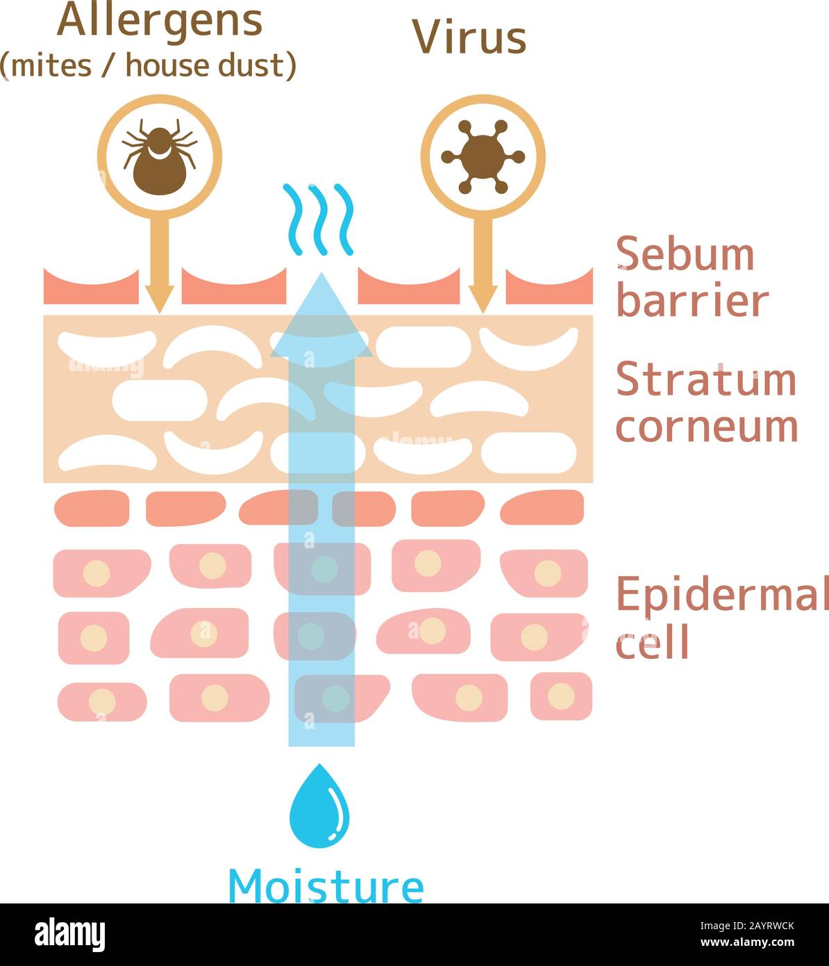 Skin barrier cross section hi-res stock photography and images - Alamy