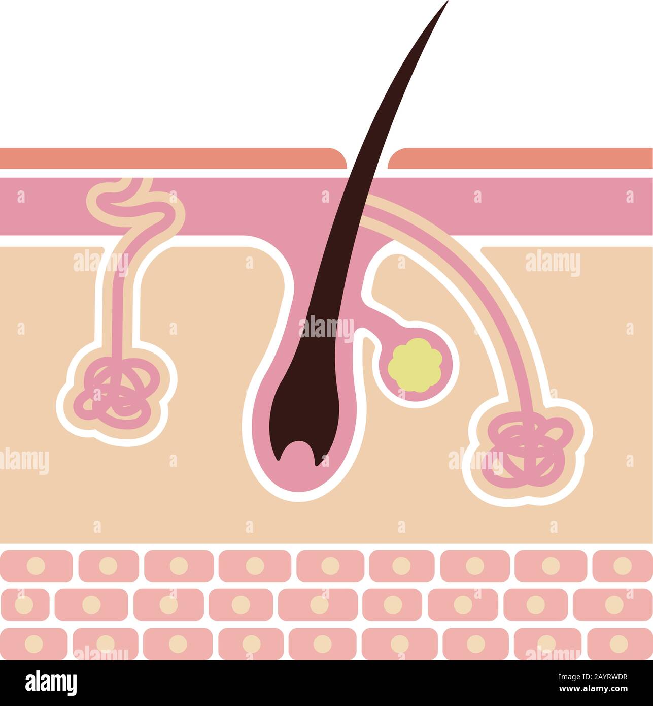 Section of the skin and sweat glands. vector illustration Stock Vector ...