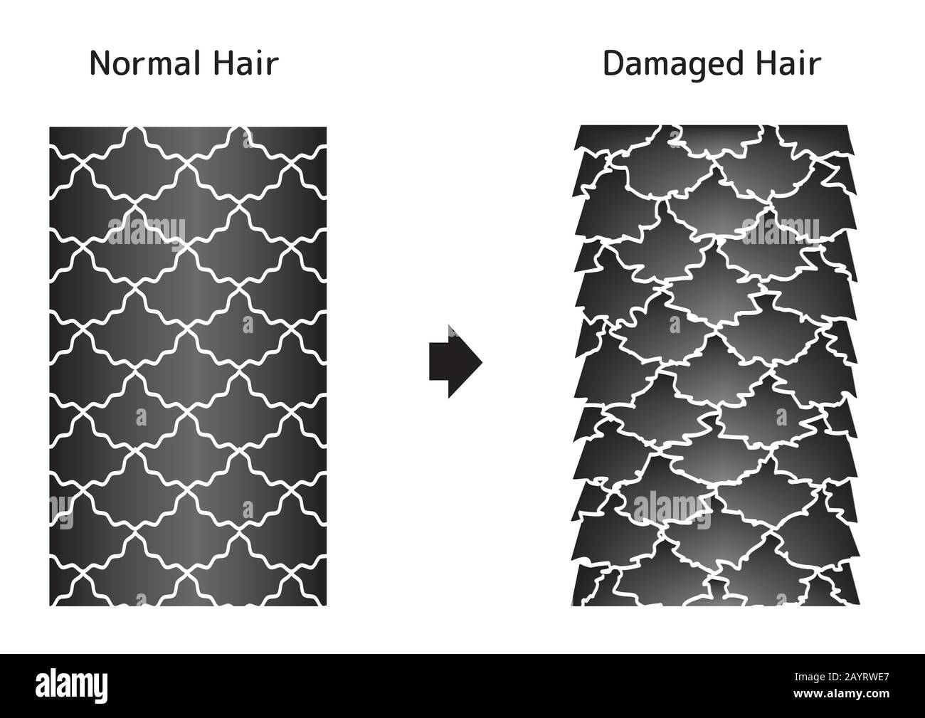 Comparison illustration of healthy hair and damaged hair Stock Vector ...