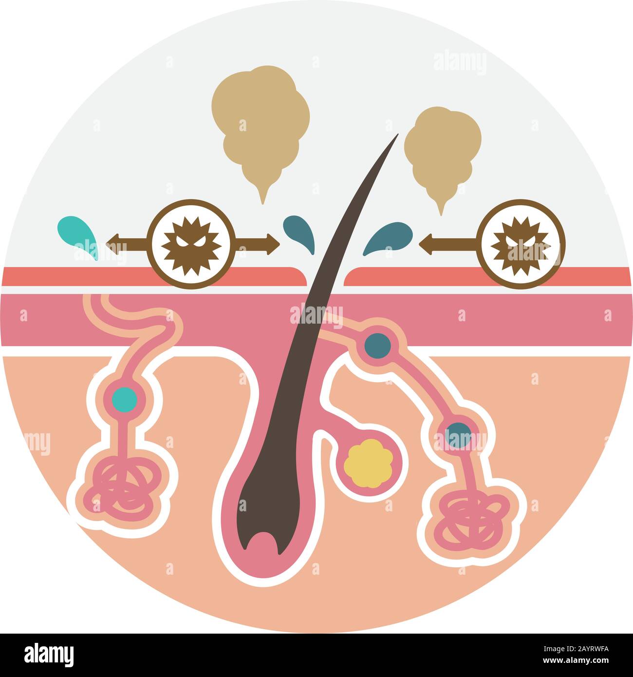Eccrine Sweat Glands On Body