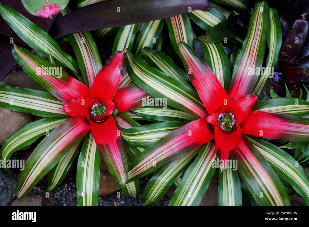 Bromeliad Neoregelia Fireball