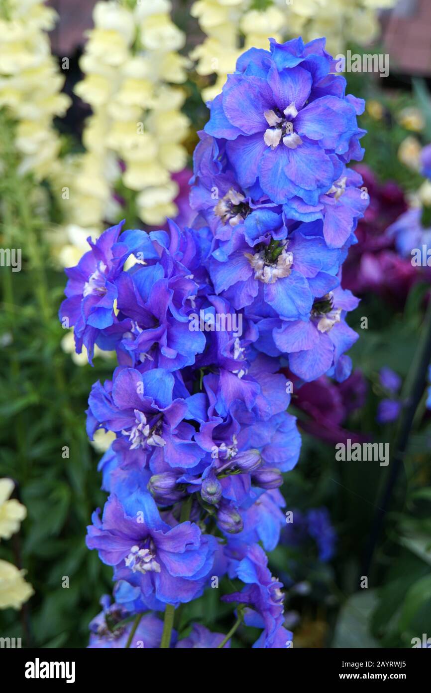 Beautiful cluster of bright blue color of snapdragon flowers Stock ...