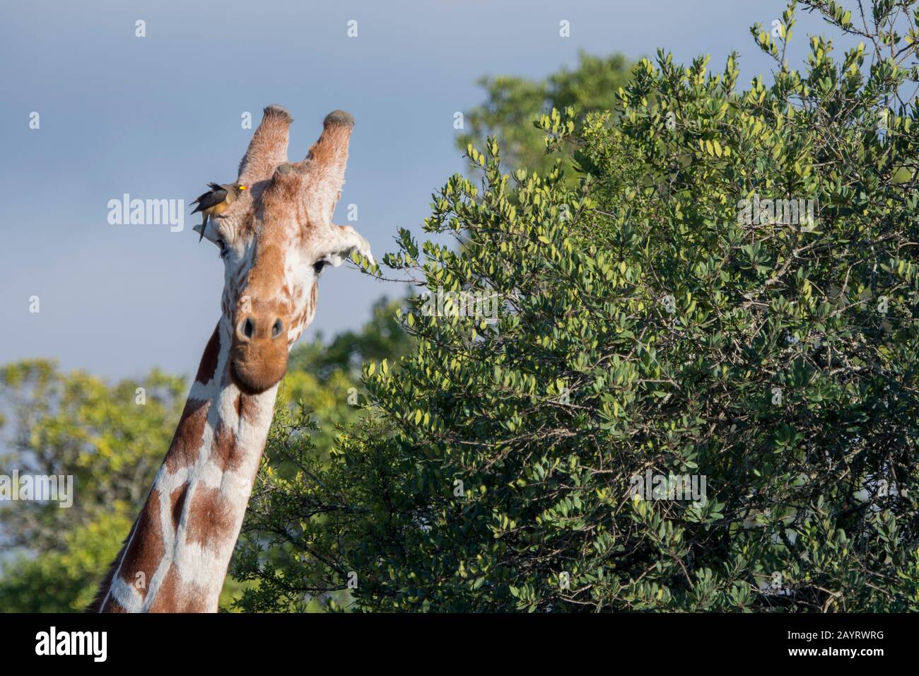 Oxpecker on a giraffe hi-res stock photography and images - Alamy