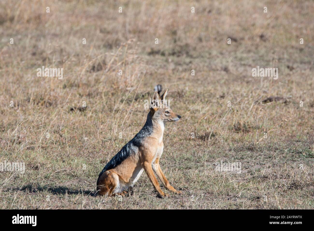 Silver backed jackal hi-res stock photography and images - Alamy