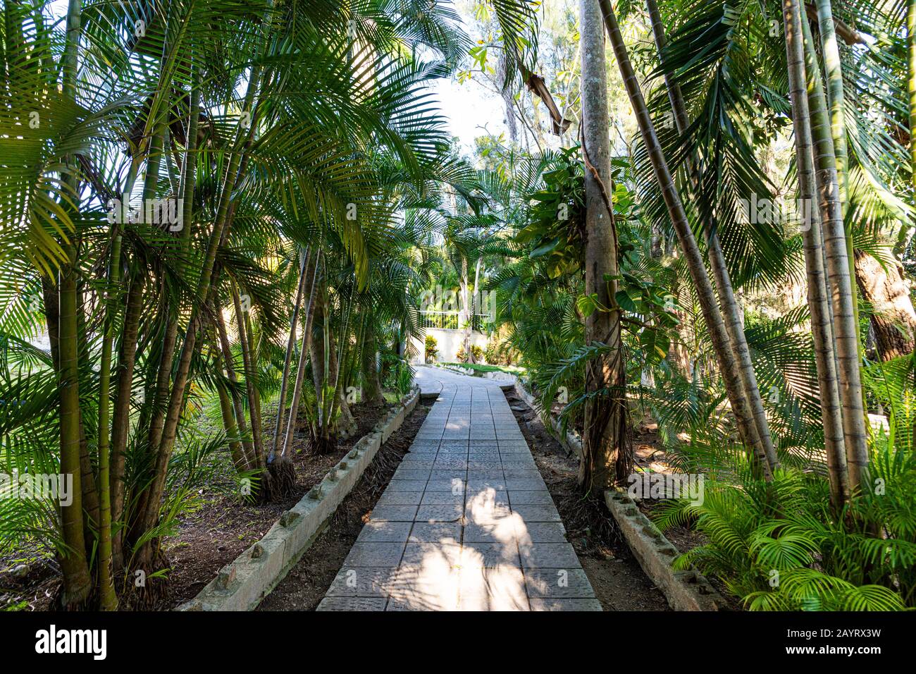 Footpath is paved with stone tiles in the Park. Paving slabs on the ...