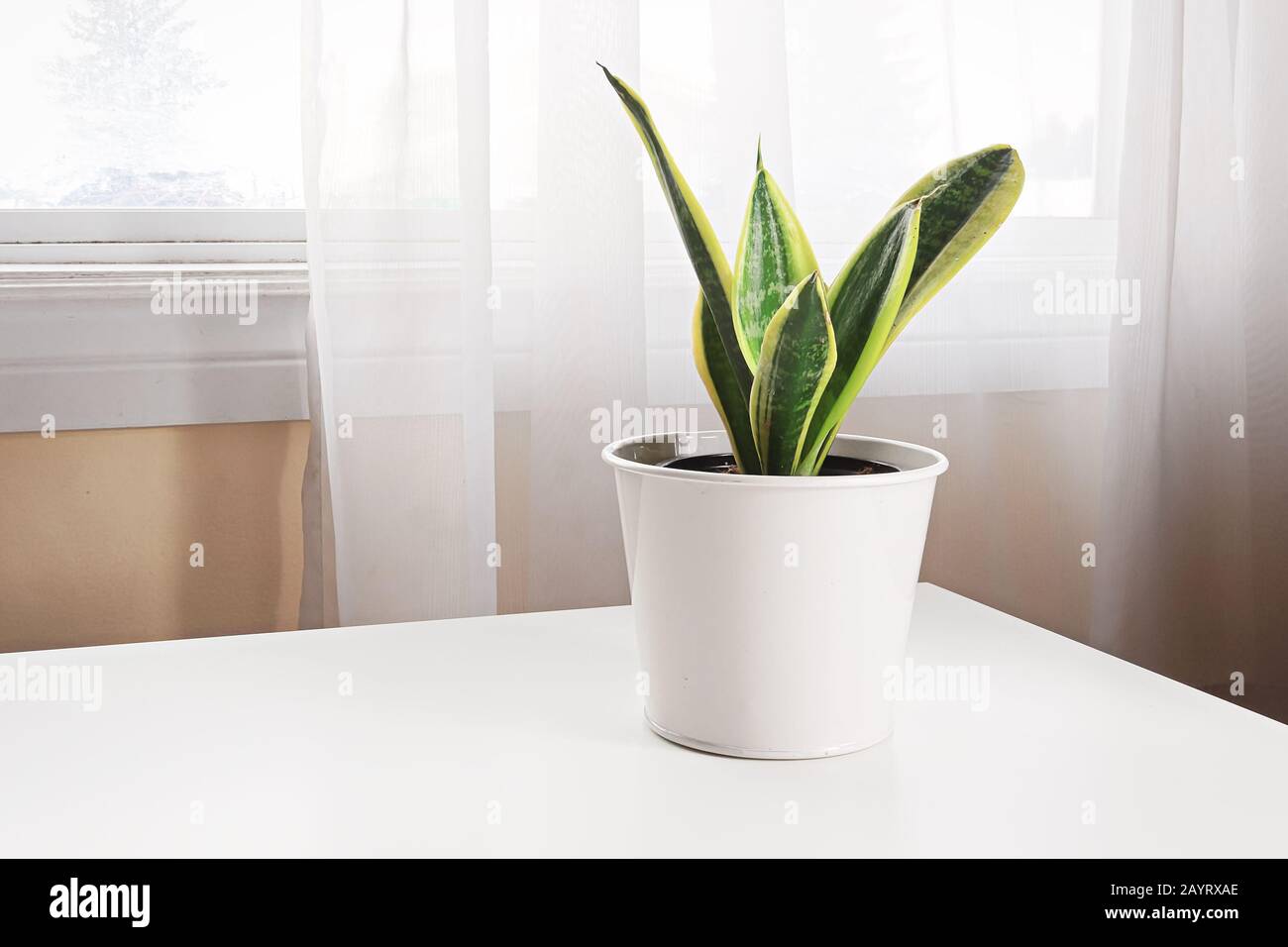A snake plant on a table beside a window Stock Photo - Alamy