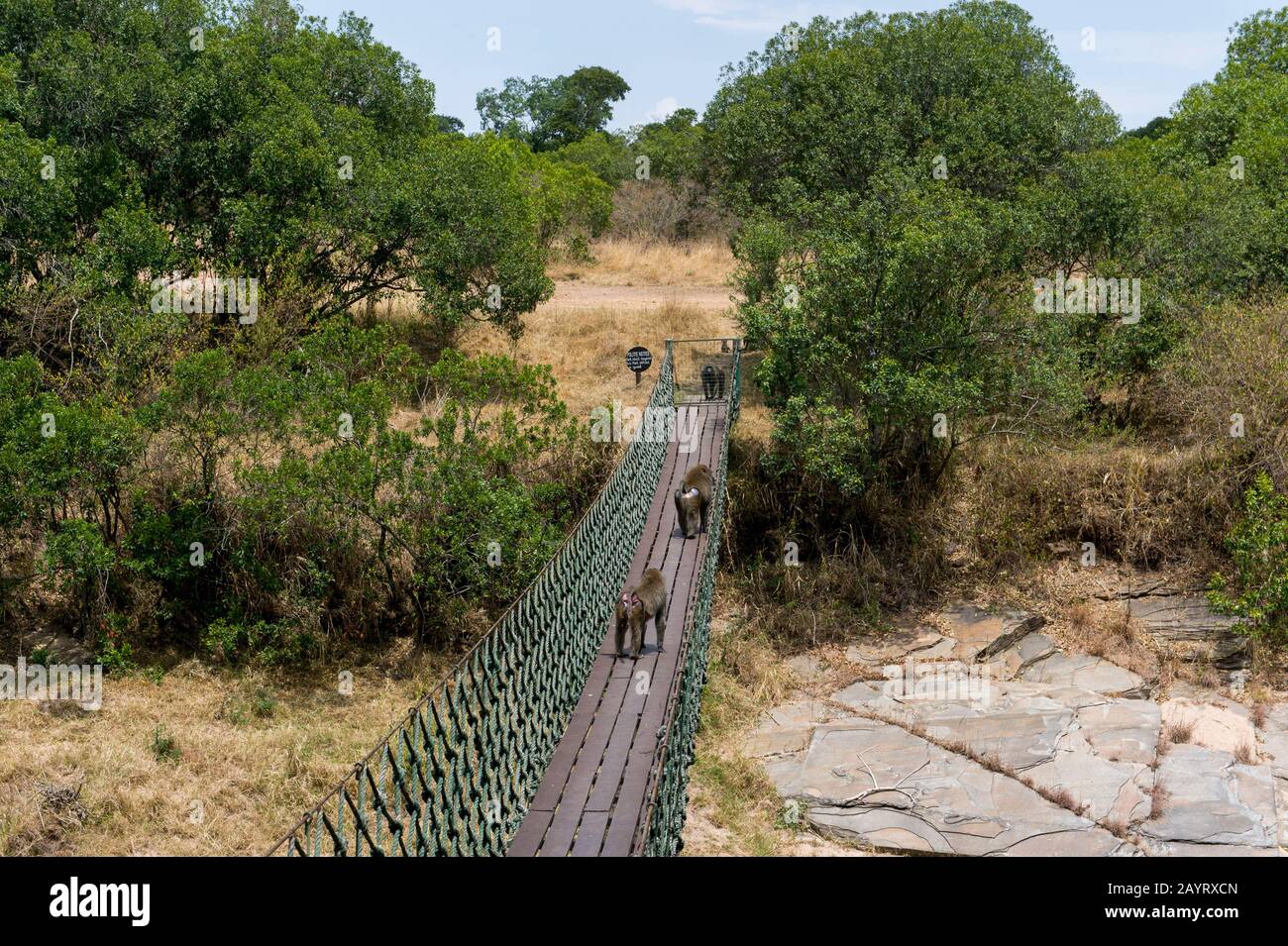 Olive baboons (Papio anubis), also called the Anubis baboon, on the ...