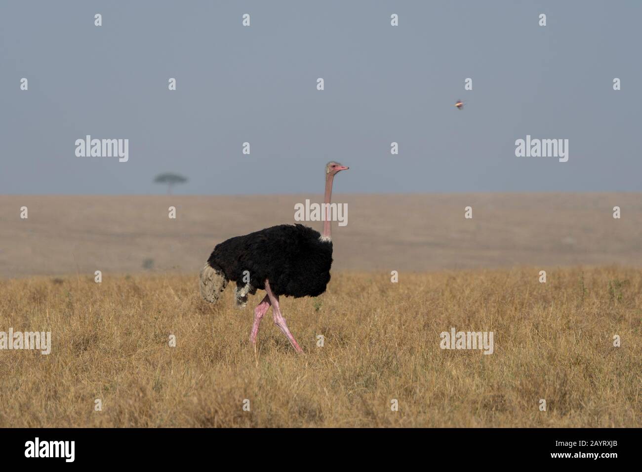 A male ostrich (Struthio camelus) is walking through the grasslands of ...