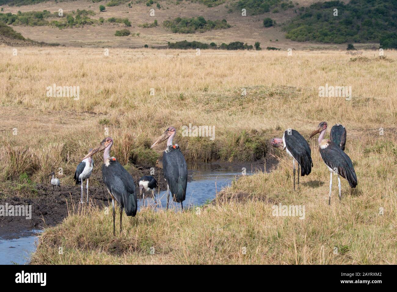 Marabou storks kenya hi-res stock photography and images - Alamy